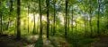 Find Isolated Forest Wall Mural | Peaceful Woodland Retreat - Cardboard ...