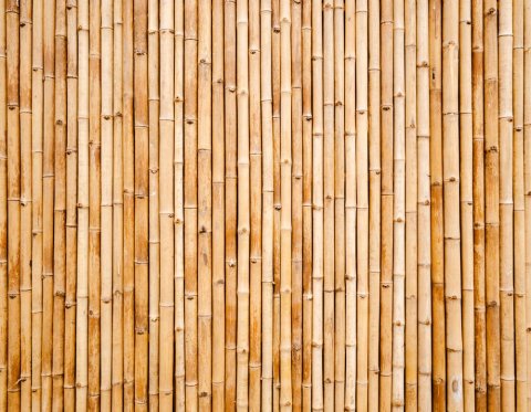 Explore Forest and Trees Wall Murals | Deep Woodland Scenes - Cardboard ...